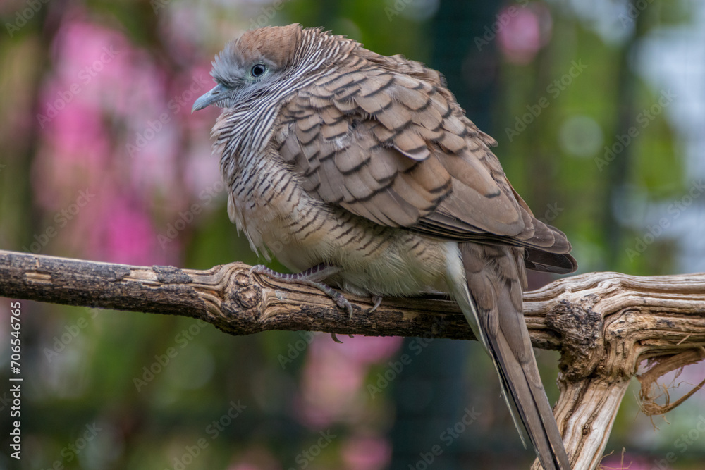 The zebra dove (Geopelia striata), also known as the barred ground dove ...