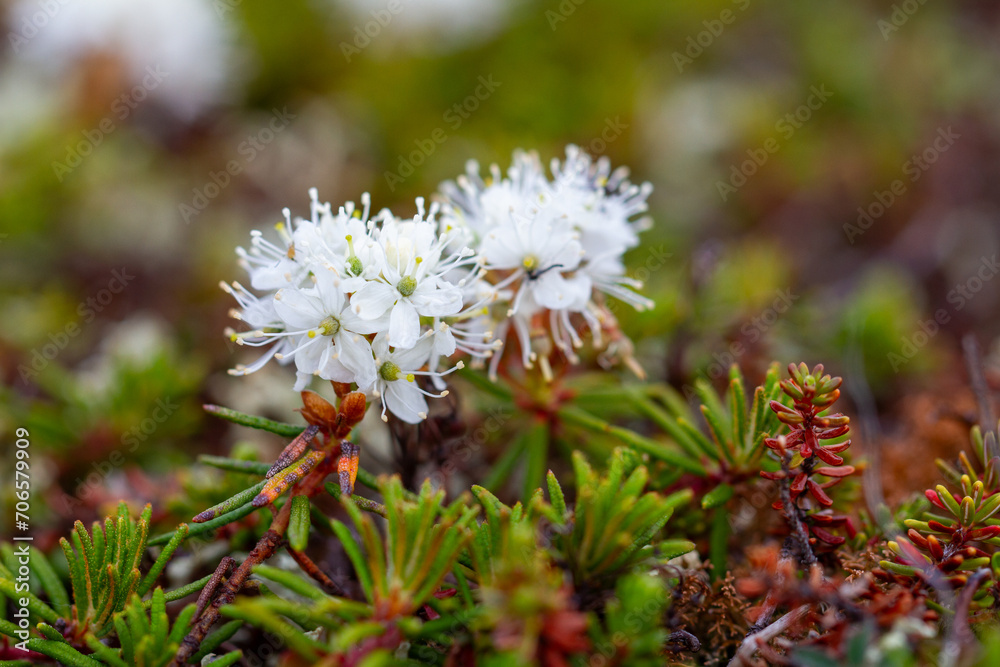 Bog Labrador tea plant or Rhododendron groenlandicum, found in Canada's ...