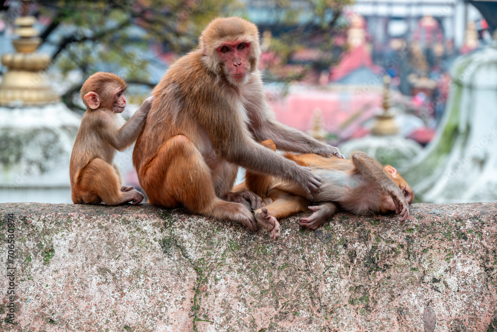 Monkeys close Pashupatinath Temple near Bagmati River that flows ...