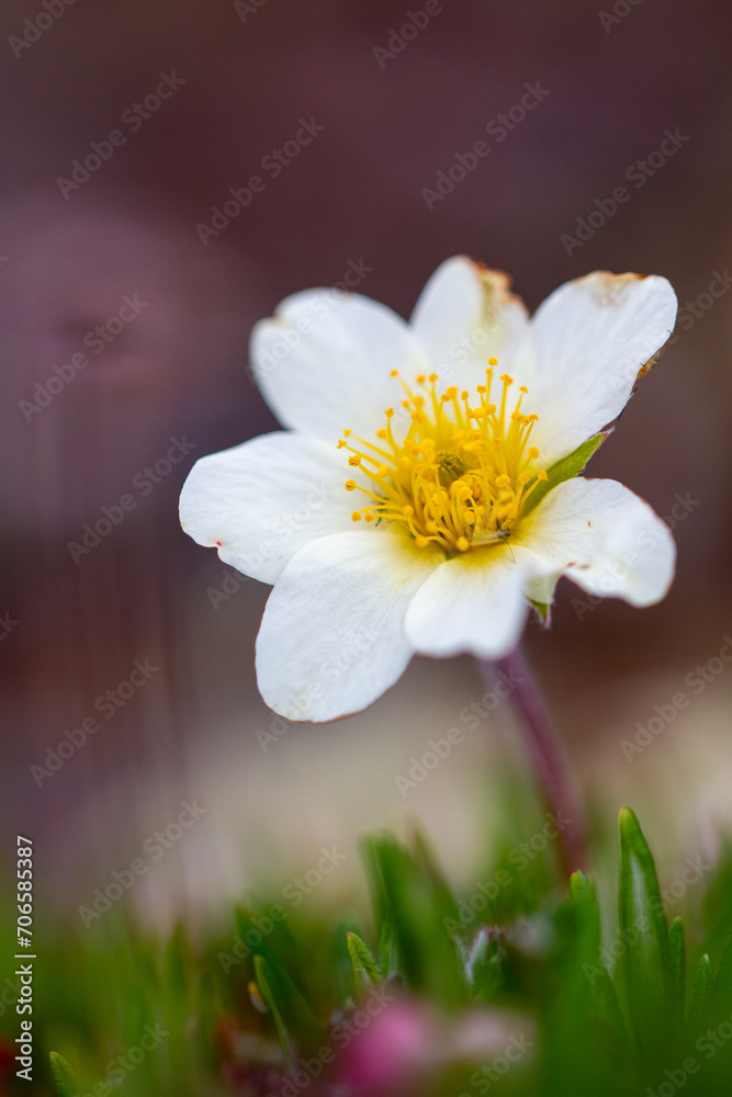 Arctic mountain aven or alpine dryad, an arctic-alpine flowering plant ...