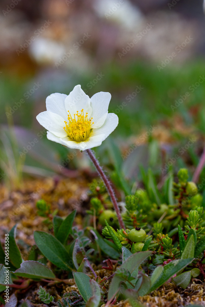 Arctic mountain aven or alpine dryad, an arctic-alpine flowering plant ...