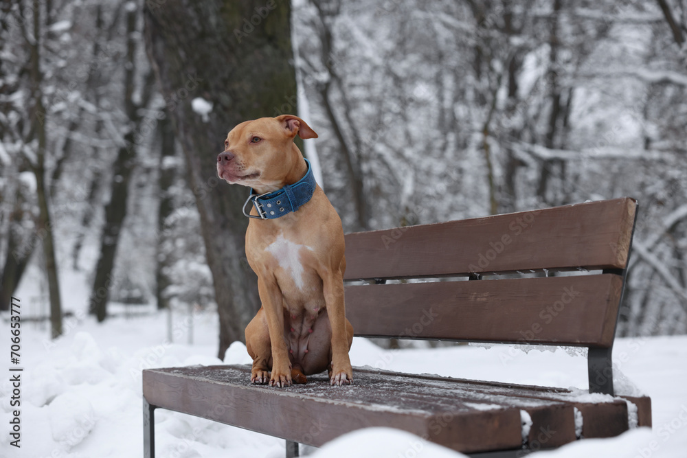 Cute dog sitting on bench in snowy park Stock Photo | Adobe Stock