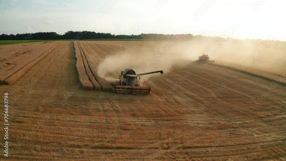 Combine harvester with unload pile cuts dry wheat in farm field aerial ...