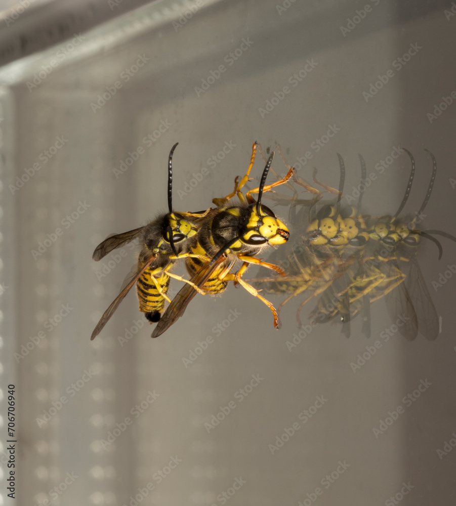 Vespula germanica, the European wasp, German wasp, or German ...
