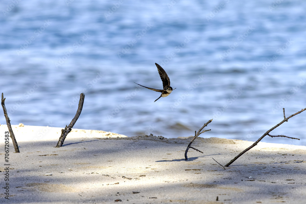 The sand martin (Riparia riparia)in flight. Bird also known as the bank ...