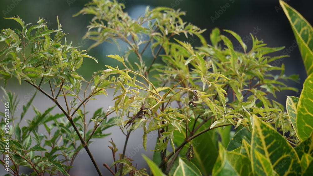 Polyscias fruticosa (Ming aralia, dwarf tree, Daun berlangkas, kuku ...