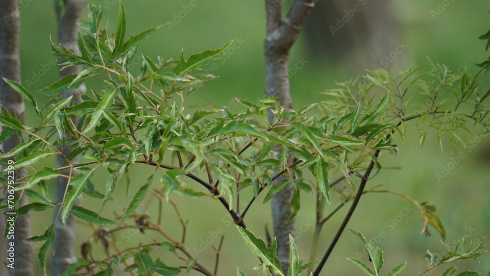 Polyscias fruticosa (Ming aralia, dwarf tree, Daun berlangkas, kuku ...