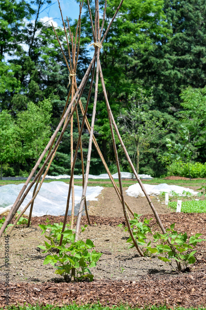 Diy runner bean tipi support structures in a garden using sticks Stock ...