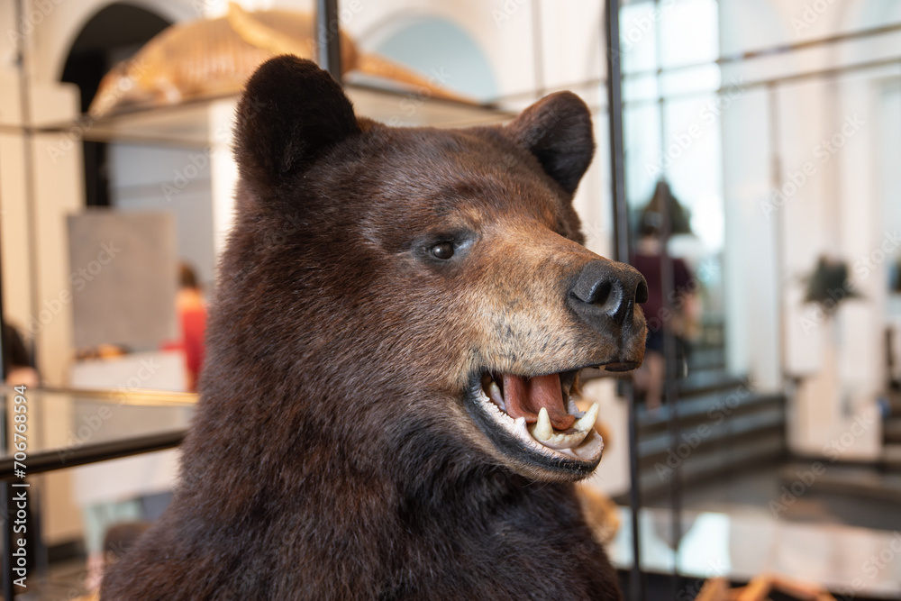 Realistic replica of a Brown Bear at Sao Paulo Museum of Zoology, 10 ...