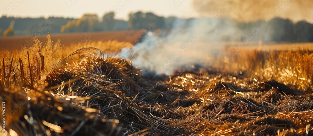 Straw burning after harvesting at the field smoky fields burning ...
