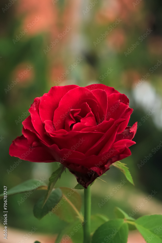 Red rose flower bloom in the garden. Red rose flower has green leaves ...