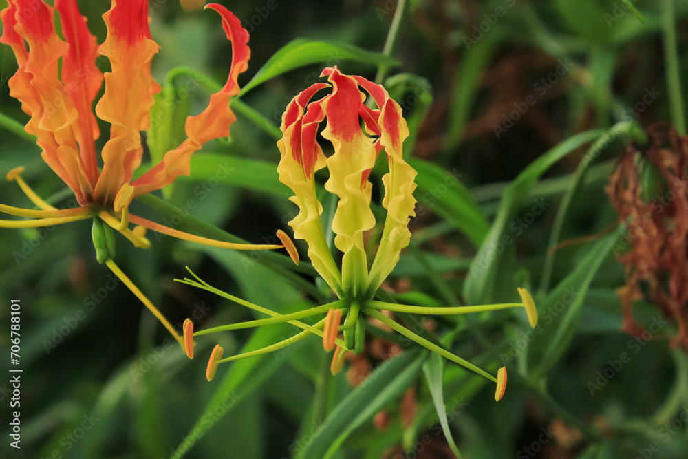 Fire lily has latin named gloriosa superba from colchicaceae. Fire ...