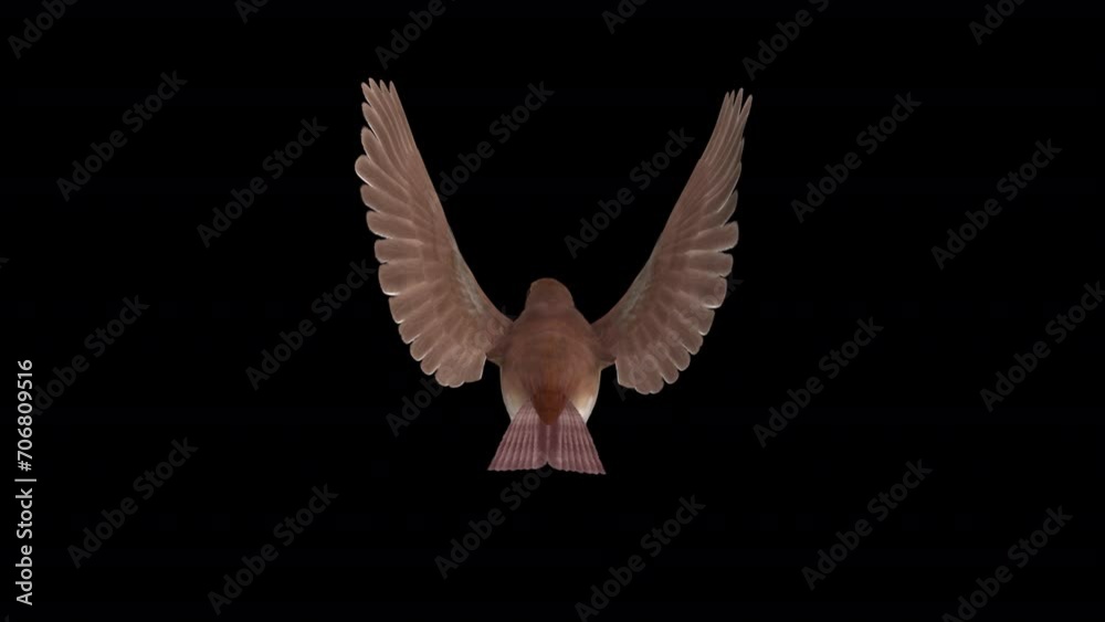 Nightingale Bird - Flying Loop - Back View CU - Alpha Channel ...