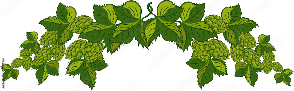 hop herb plants with leaf. on transparent, png. For labels, packaging ...