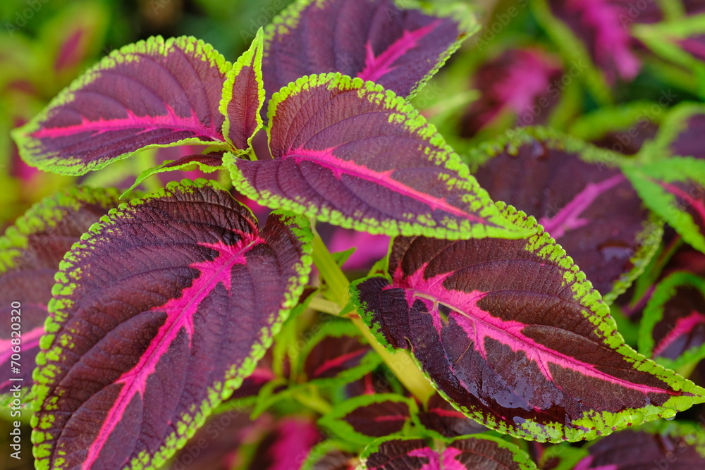 Coleus scutellarioides, commonly known as coleus, is a species of ...