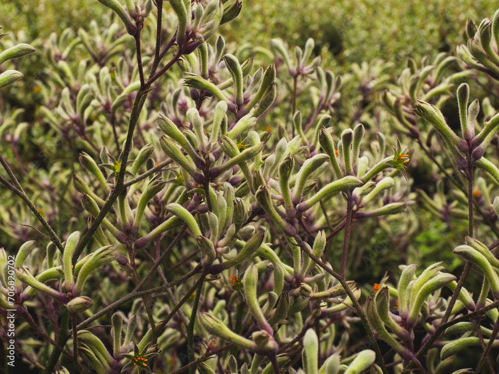 Anigozanthos 'landscape lilac' (kangaroo paw flower) in green and ...
