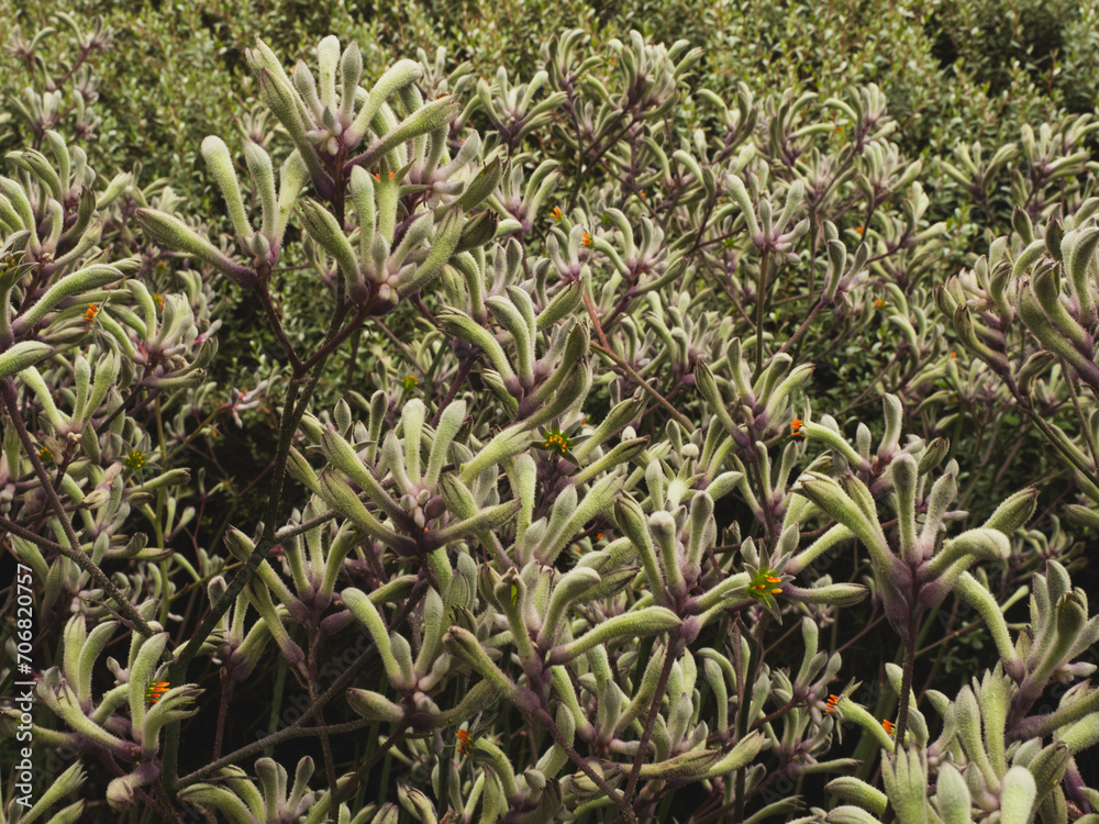 Anigozanthos 'landscape lilac' (kangaroo paw flower) in green and ...
