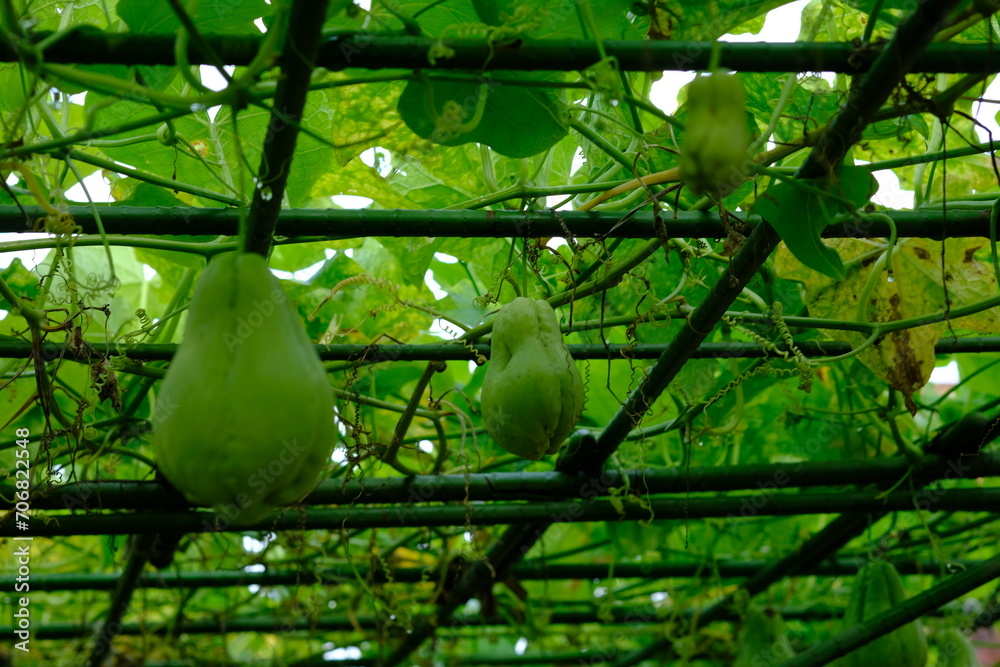 Chayote, also known as mirliton and choko, is an edible plant belonging ...