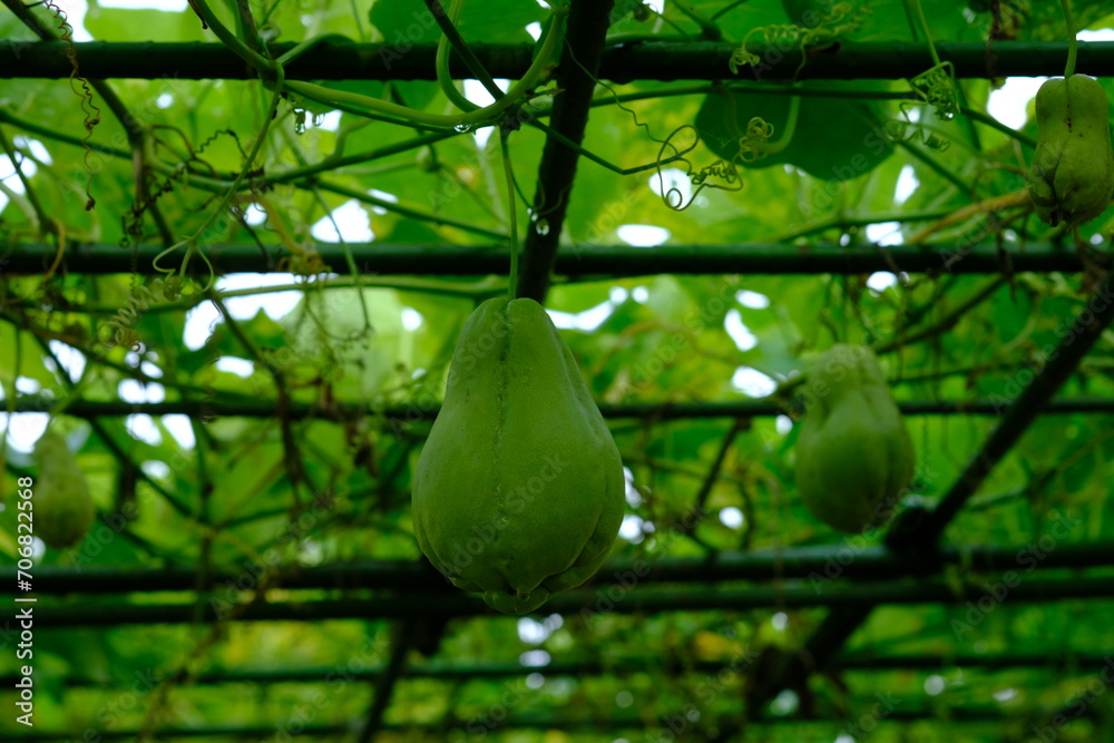 Chayote, also known as mirliton and choko, is an edible plant belonging ...