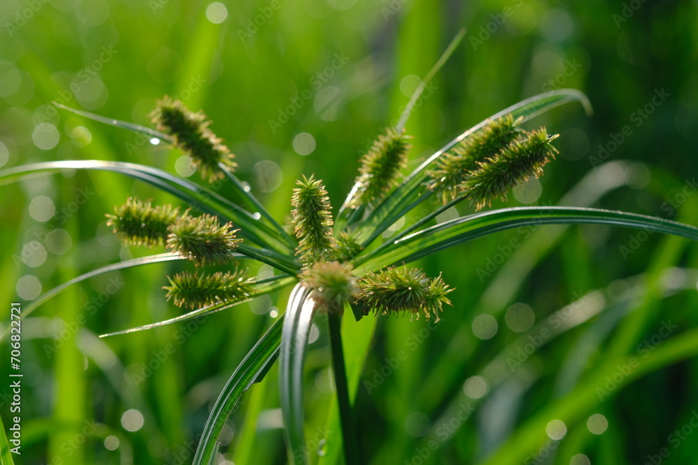 Cyperus cyperoides is a species of sedge that is native to parts of ...