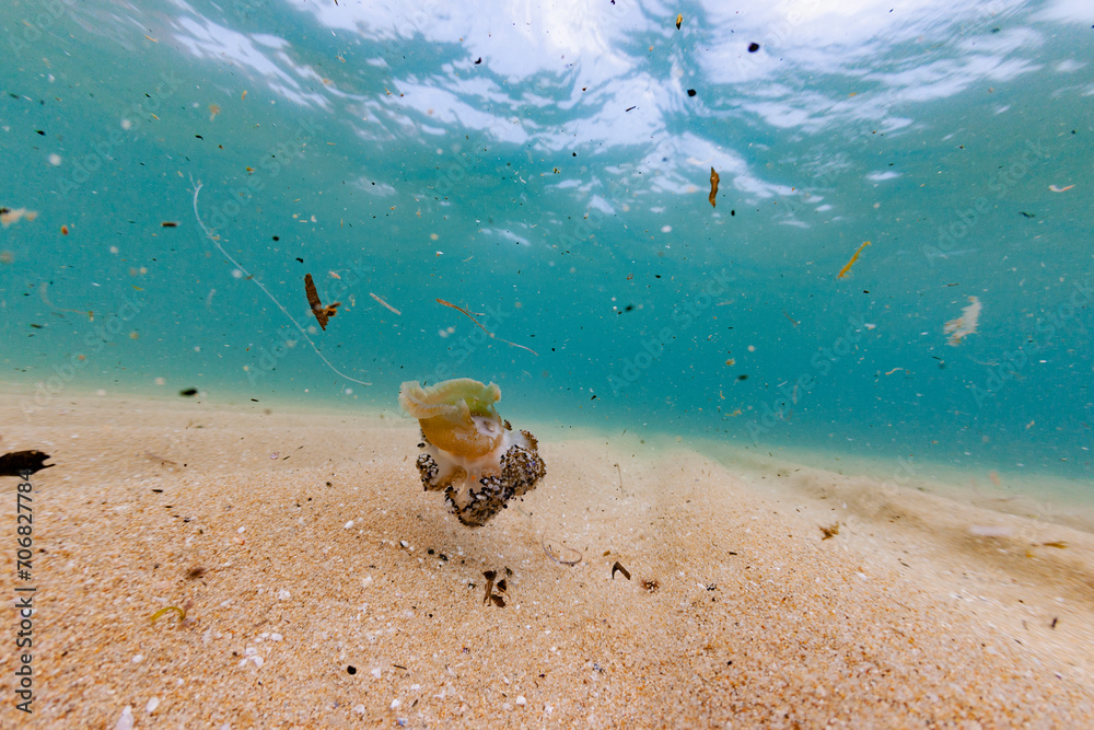 underwater ecosystem nature fish uw mediterranean sea bottom beautiful ...