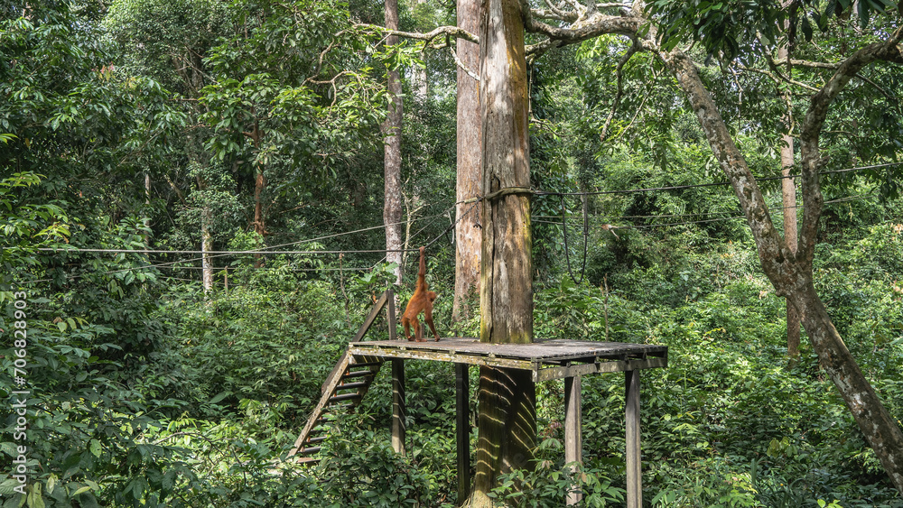 Taking care of animals. A platform for feeding monkeys is installed in ...