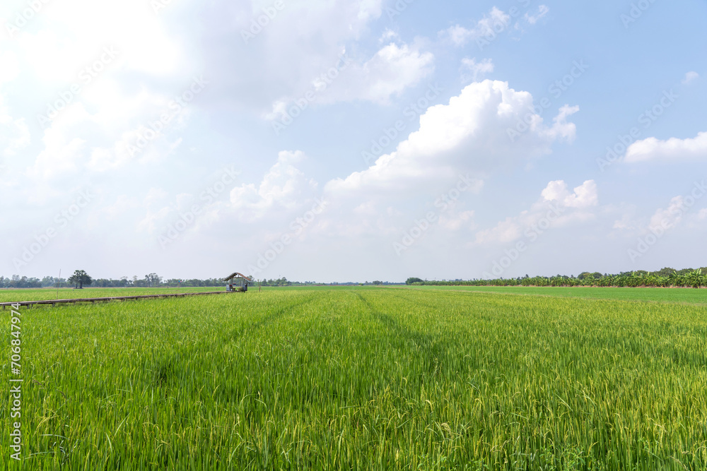Landscape Rice field in lowland areas in the morning with background ...
