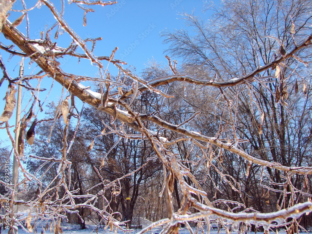 The rare natural beauty of frozen straight branches of forest bushes ...