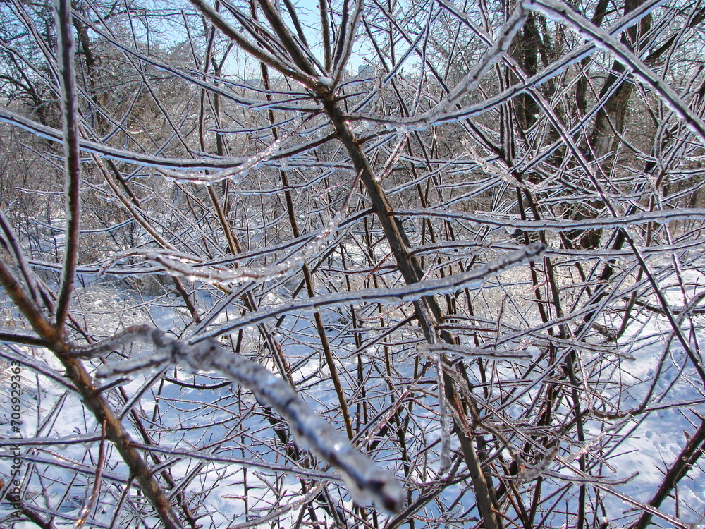 Foto de The rare natural beauty of frozen straight branches of forest ...