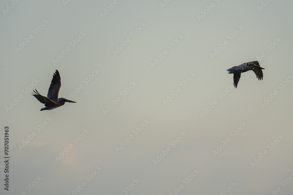 pájaros aves del mar volando sobre el océano con el cielo de fondo ...