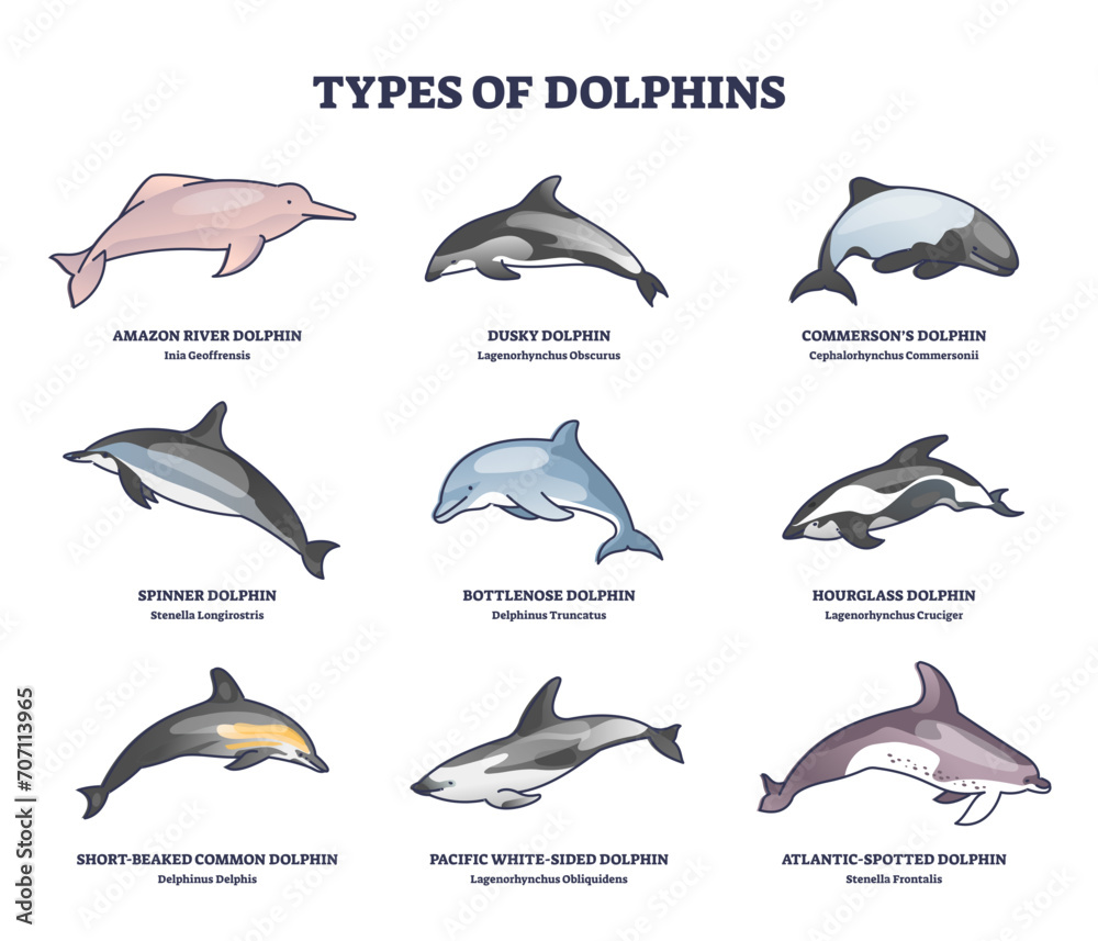 Types of dolphins and swimming mammals species outline collection ...