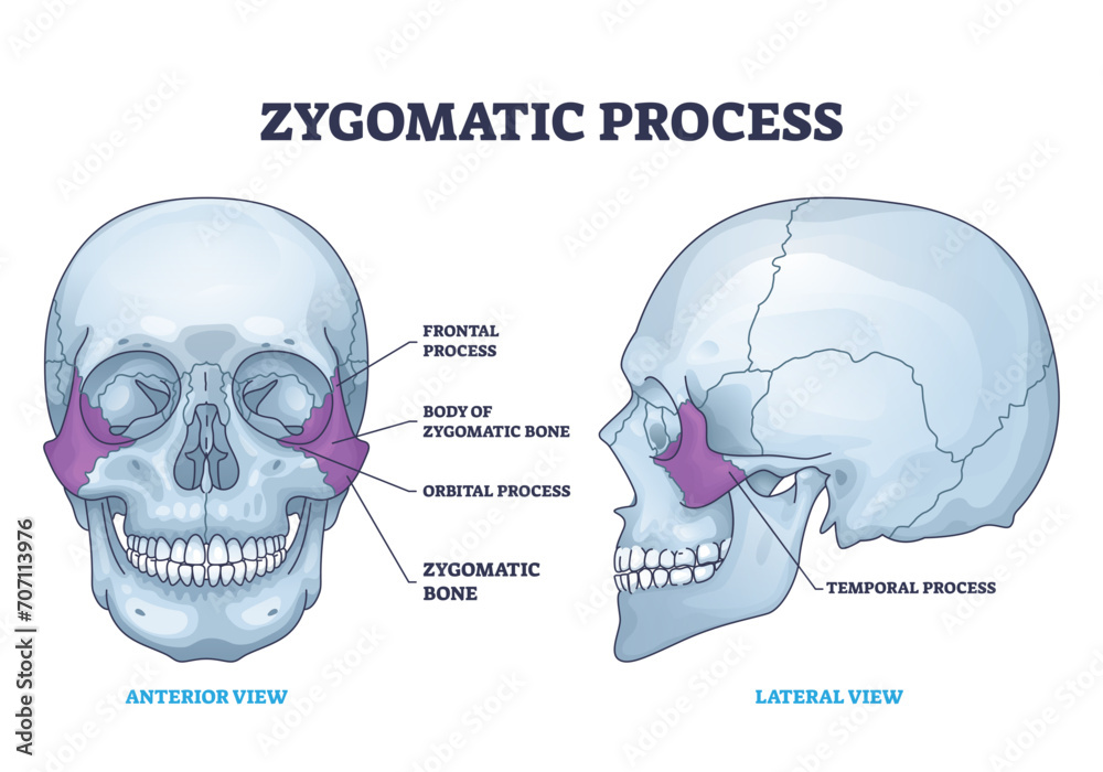 Zygomatic process as human cheek bone skeleton anatomy outline diagram ...