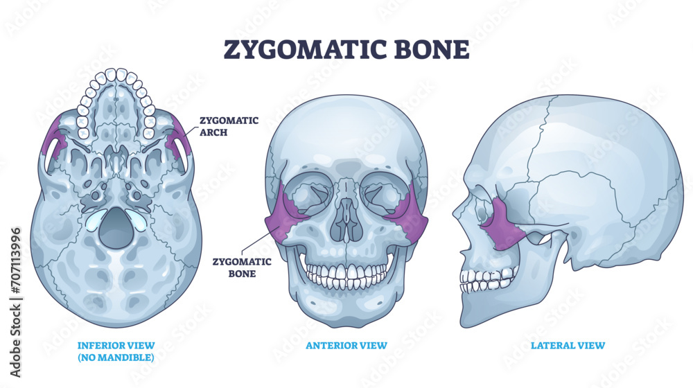Zygomatic bone location with human skull skeleton anatomy outline ...