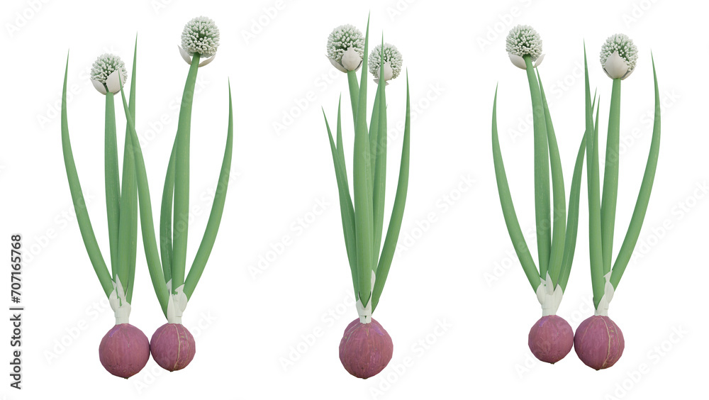 3d illustration of green allium cepa plant on transparent background ...