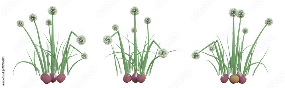 3d illustration of green allium cepa plant on transparent background ...