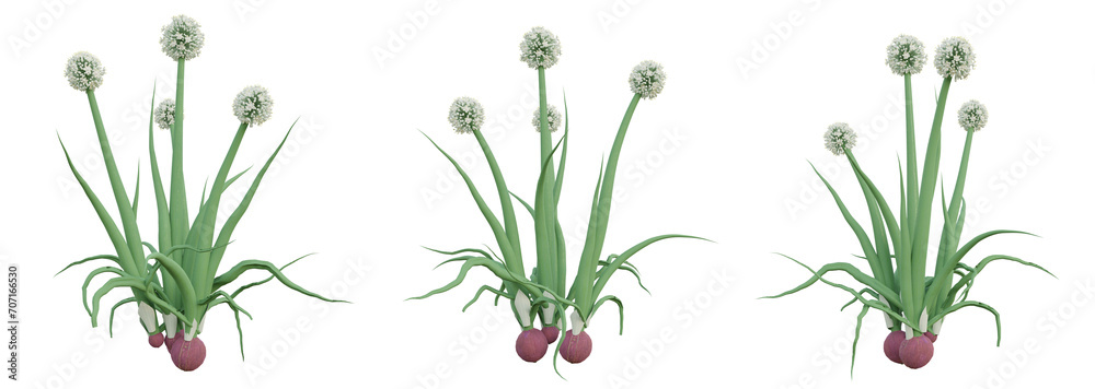 3d illustration of green allium cepa plant on transparent background ...