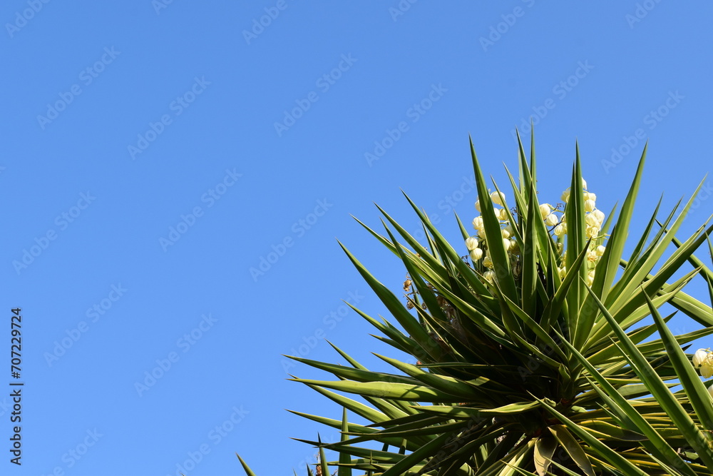 Yucca gigantea or Adam’s needle yucca or Yucca filamentosa tree plant ...