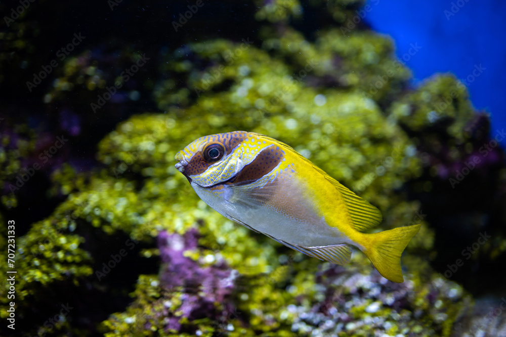 Siganus virgatus. Fish of Australia. Doublebar rabbitfish, barhead ...