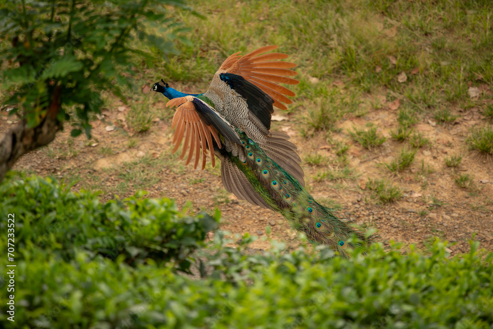 Peacock is the name given to two species of birds from the Pavo genus ...