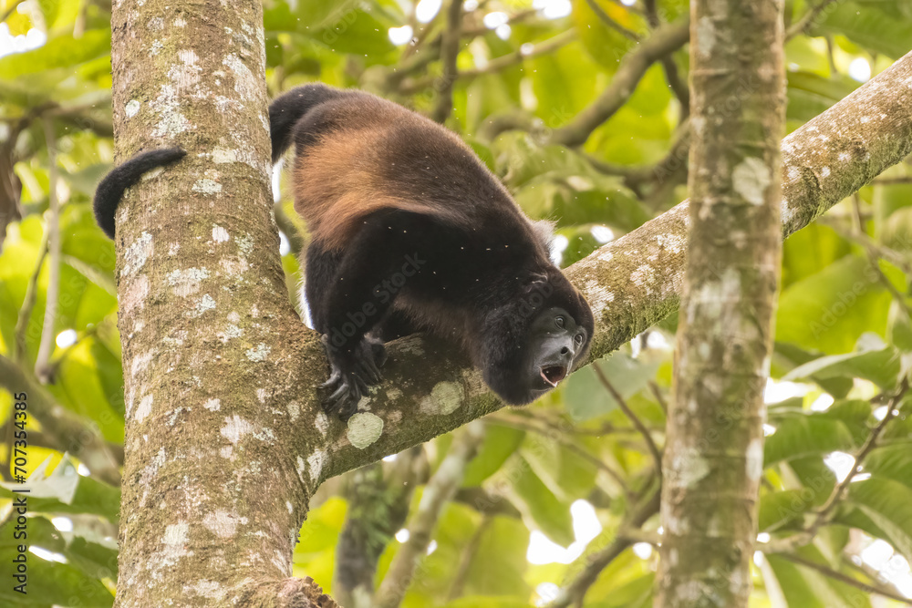 Mantled howler monkey (Alouatta palliata), photographed in Arenal ...