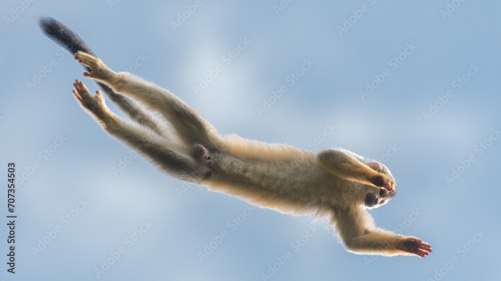 Squirrel monkey (Saimiri) makes a big jump from one tree to another ...