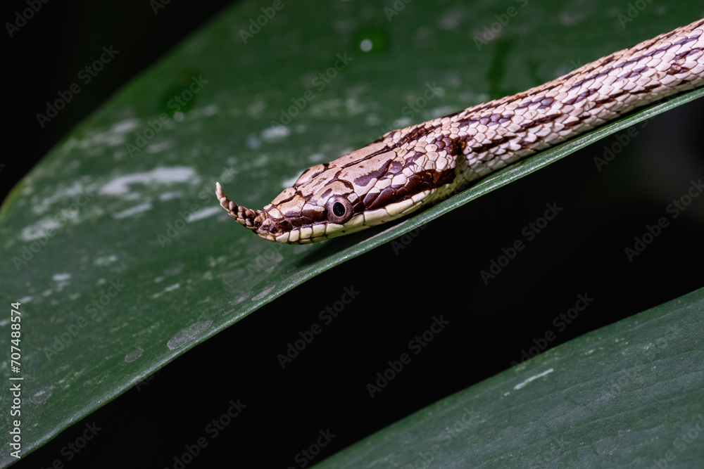 The rhinoceros ratsnake (Gonyosoma boulengeri), also known commonly as ...