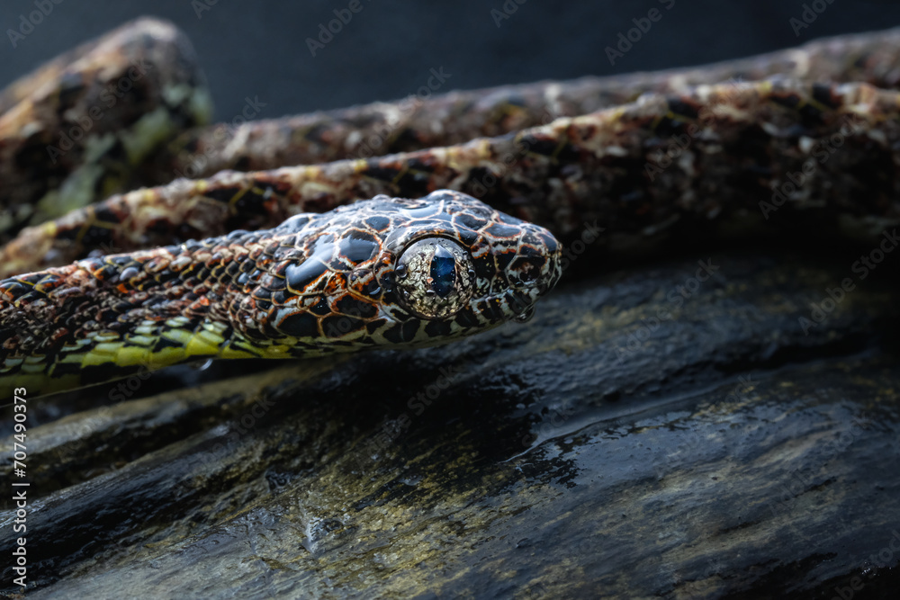Boiga jaspidea commonly known as the jasper cat snake is a species of ...