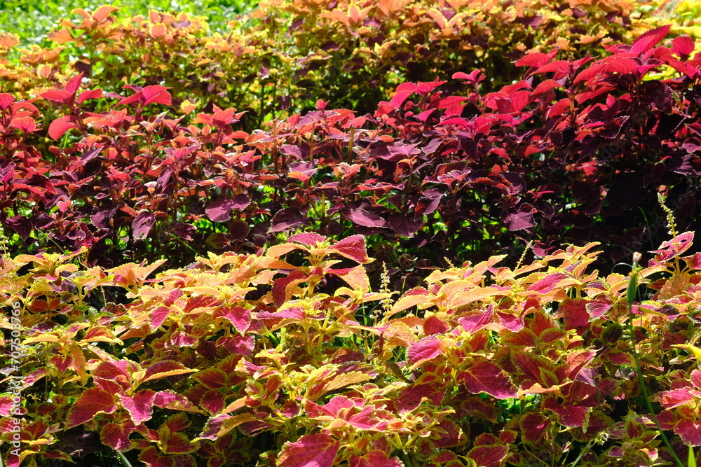 Coleus scutellarioides, commonly known as coleus, is a species of ...