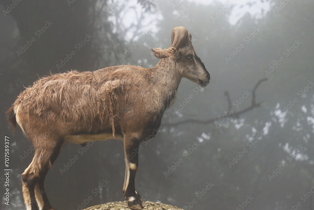 himalayan rare and endangered species blue sheep or a male bharal ...