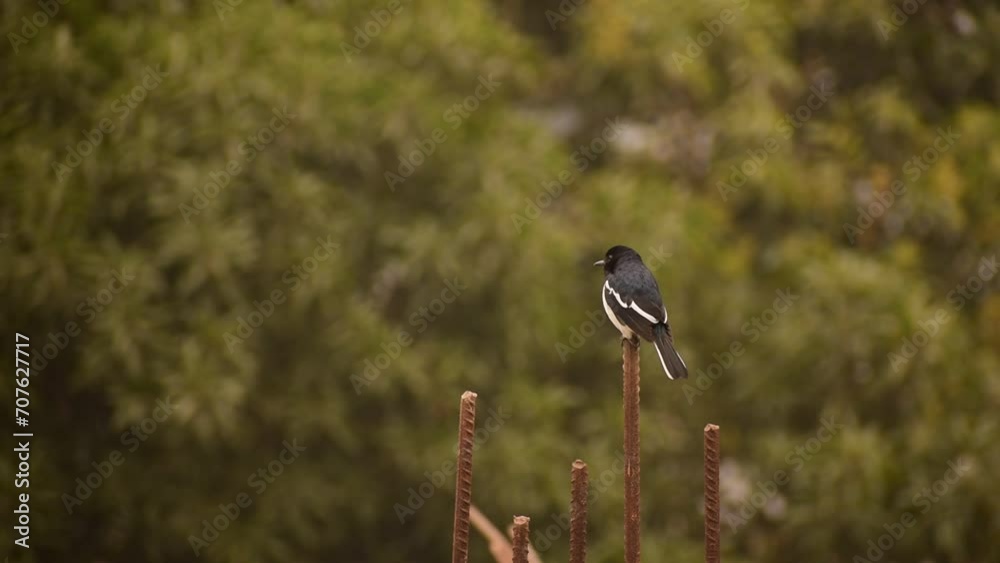 Vídeo do Stock: Oriental Magpie-robin - Copsychus saularis, beautiful ...