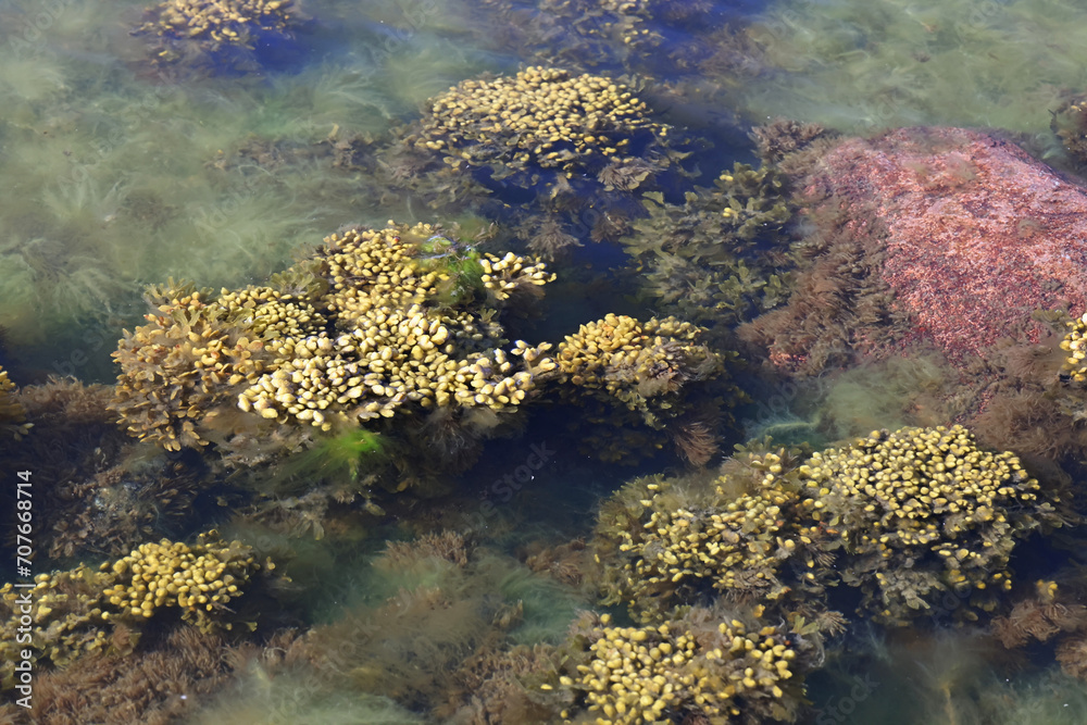 Rockweed, Fucus vesiculosus, also known by the common names ...