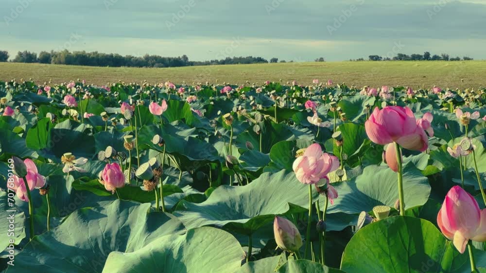 Summer pond with lotuses in Astrakhan. Natural leaf flowers. Blooming ...