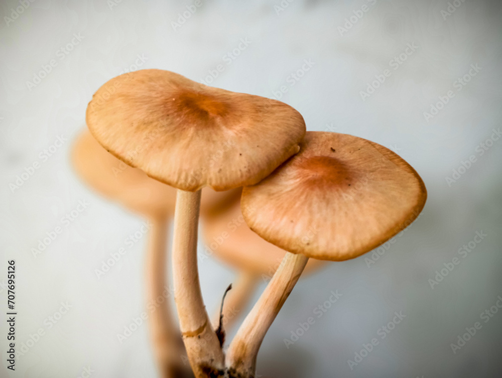mushrooms in the forest. Macrolepiota procera parasol mushroom isolated ...