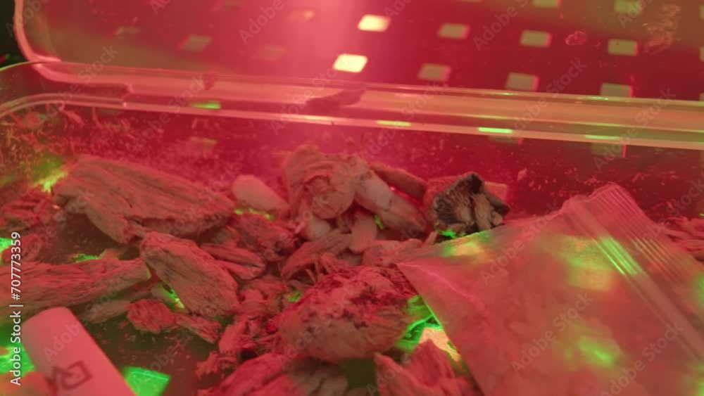 Vidéo Stock Container with illegal substance. Psilocybin mushroom, MDMA ...